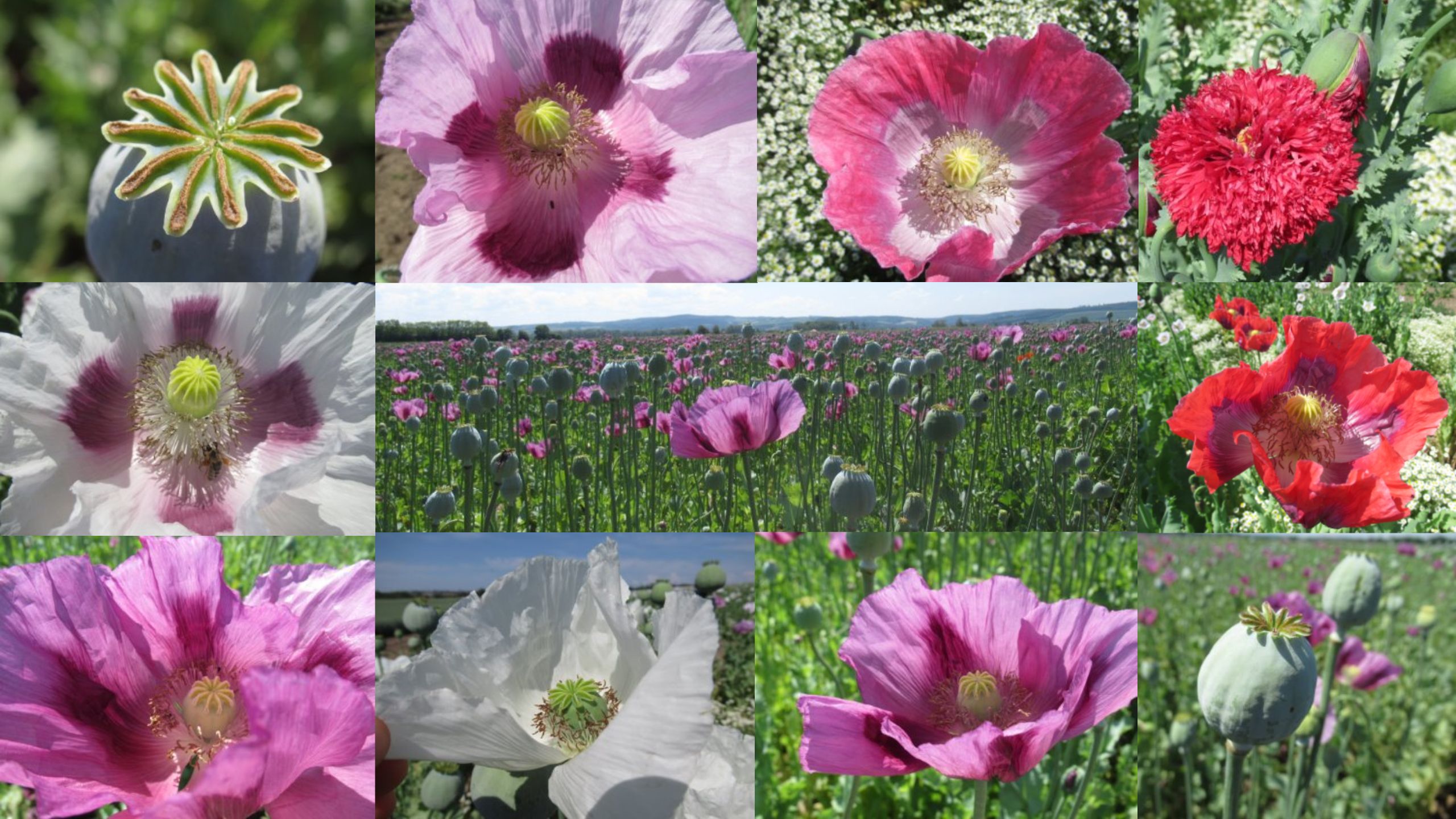 Research - Přírodovědecká fakulta JU