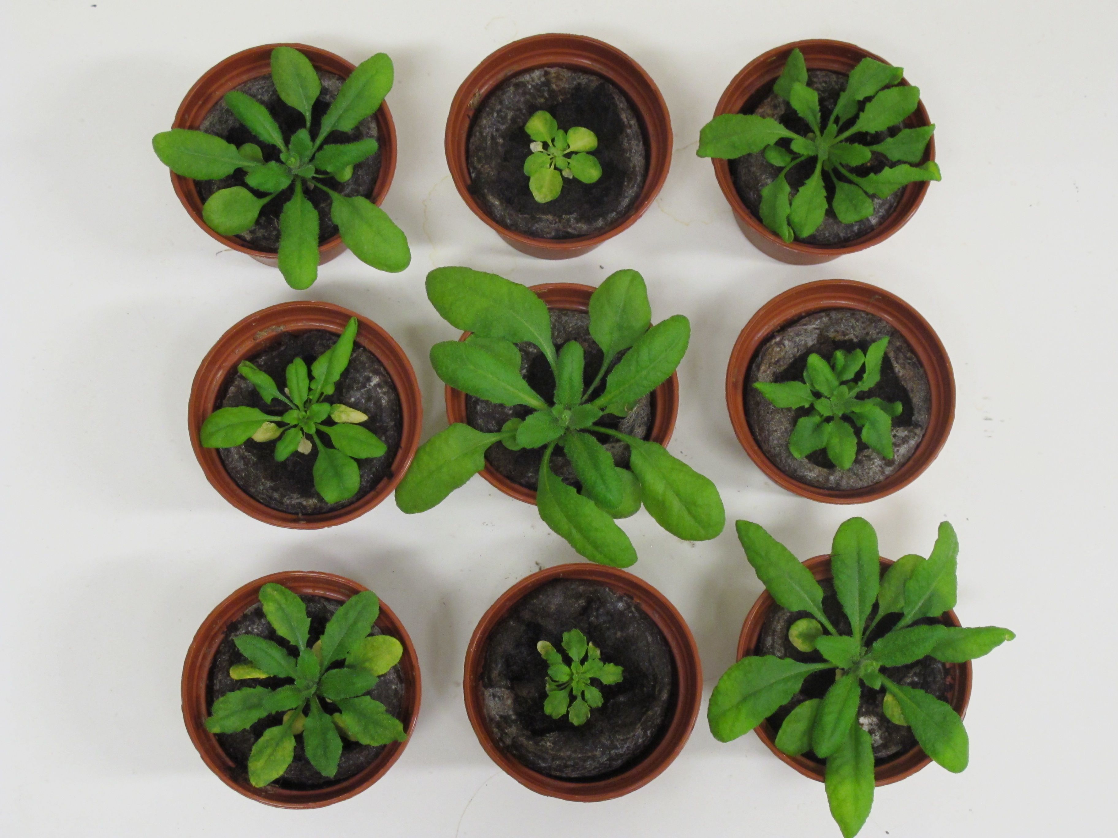 Research - Přírodovědecká fakulta JU